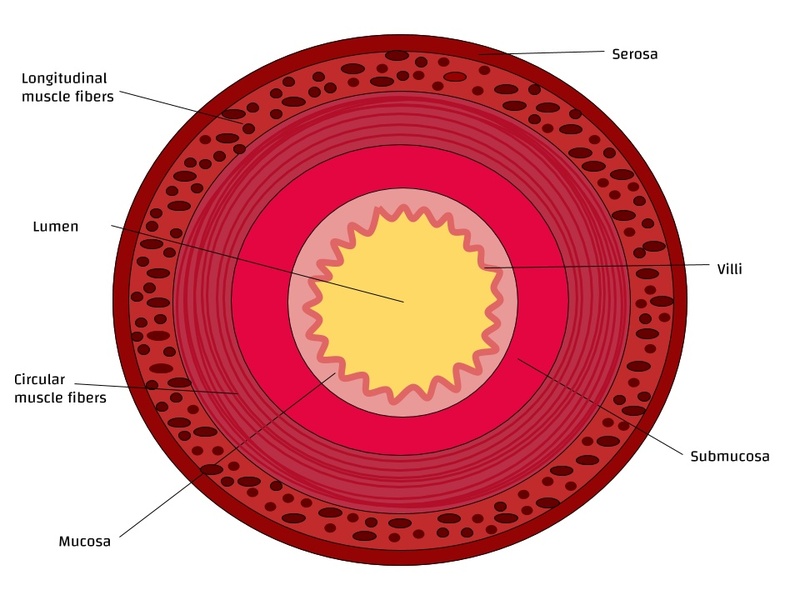 The Complete List of Examples of Organs - 33Science