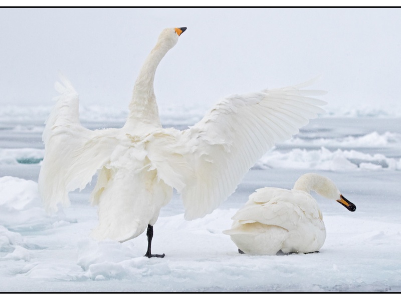 Birds of Poland: The Complete List - 33Science