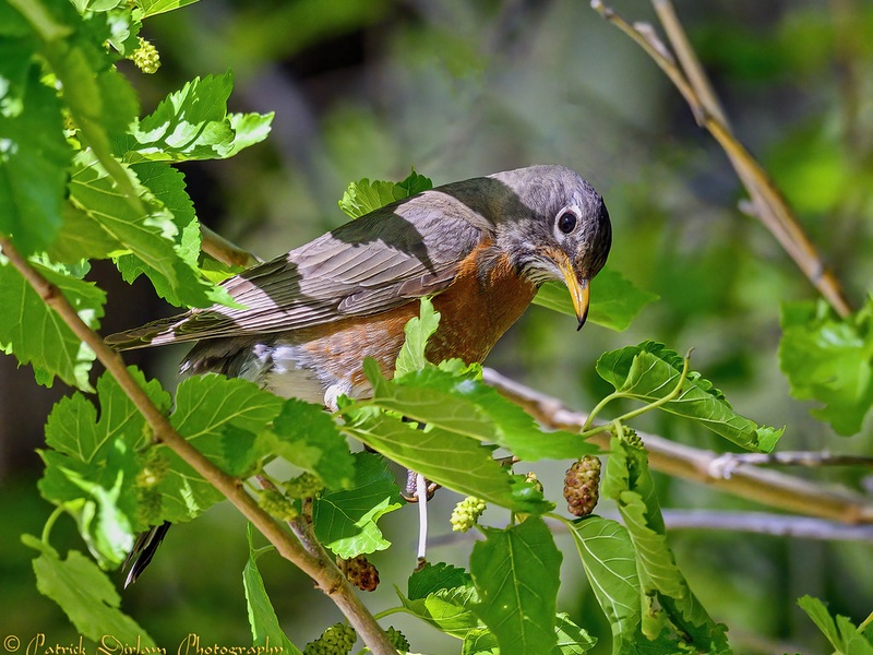 The Complete List of Birds Of Indiana - 33Science