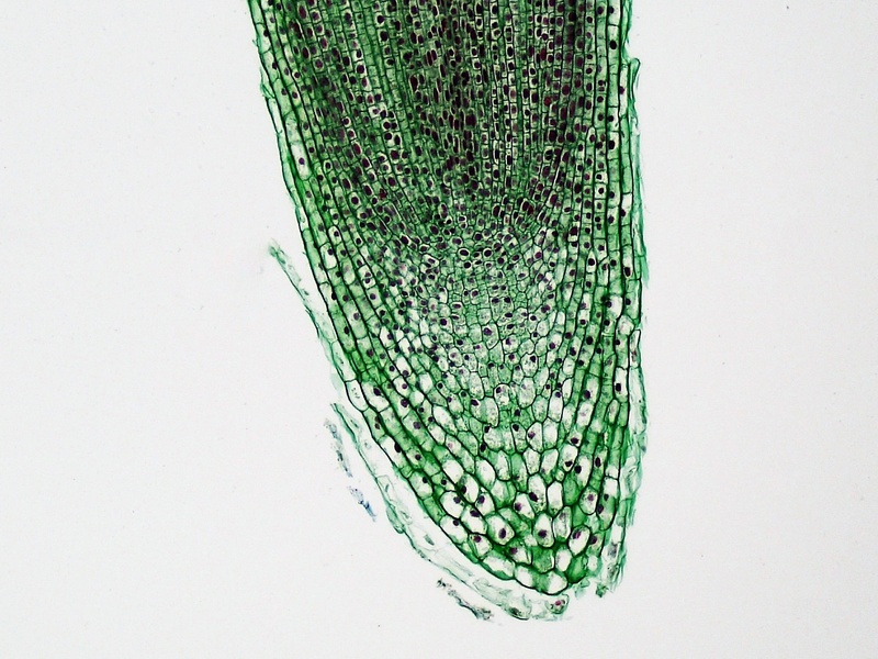 Examples of Plant Tissues: The Complete List - 33Science