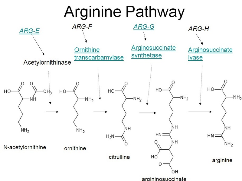 Amino Acids: The Complete List - 33Science