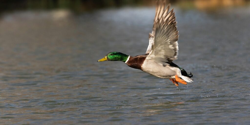 Birds of North Macedonia: The Complete List - 33Science