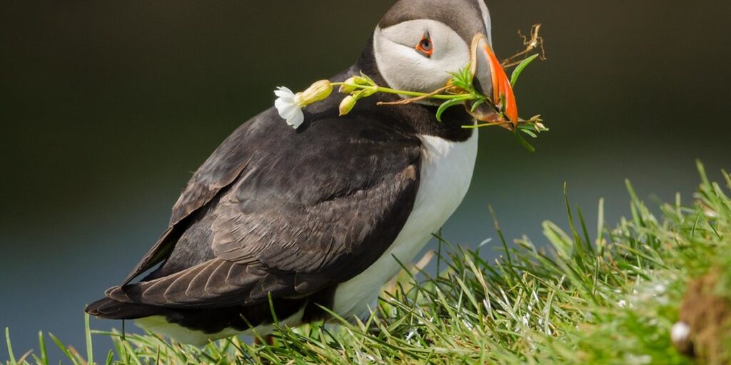 The Complete List of Birds of Scotland - 33Science