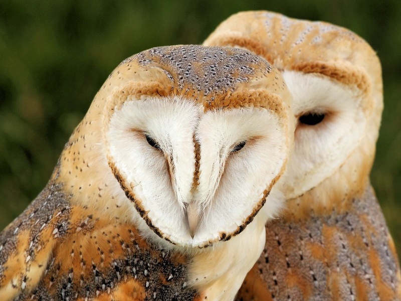 The Complete List of Birds of Scotland - 33Science