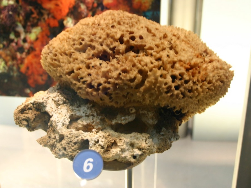 Examples Of Invertebrates: The Complete List - 33Science
