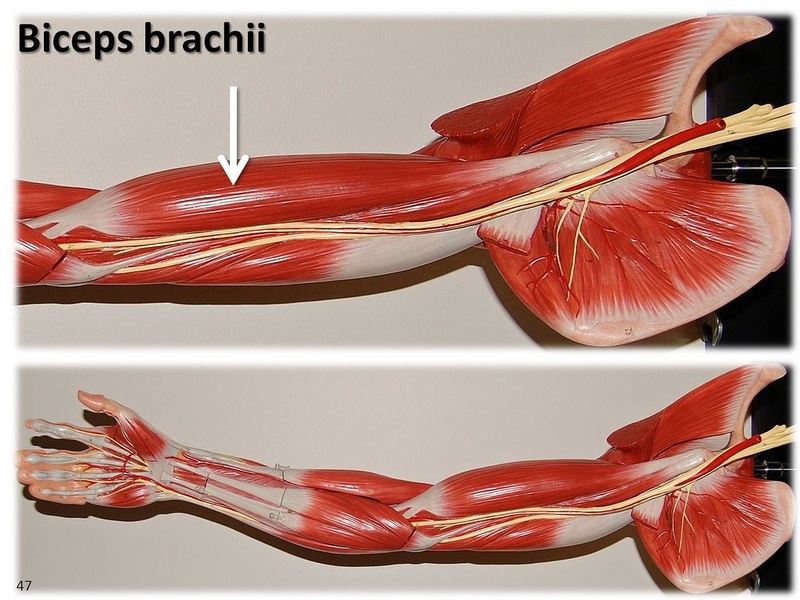 Examples Of Muscle Tissue - 33Science