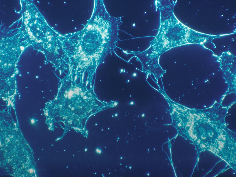 Examples of Biological Sciences: The Complete List - 33Science