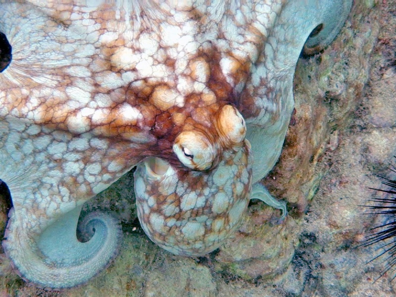 List of Cephalopods - 33Science