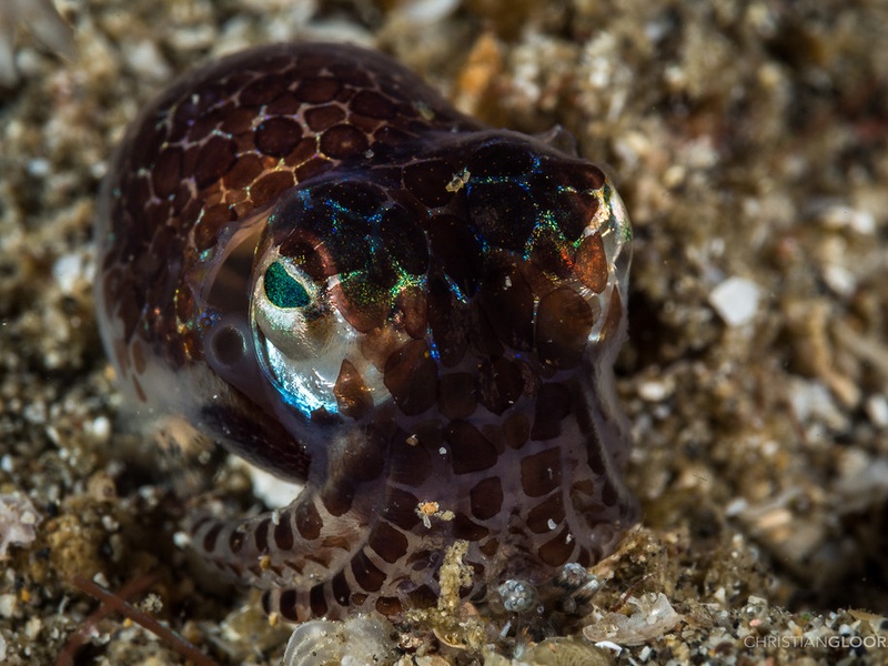 List of Cephalopods - 33Science