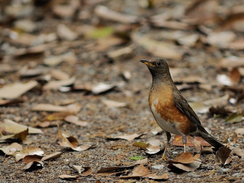 The Complete List of Birds of Japan - 33Science