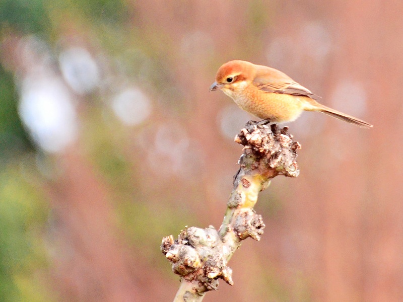 The Complete List of Birds of Japan - 33Science