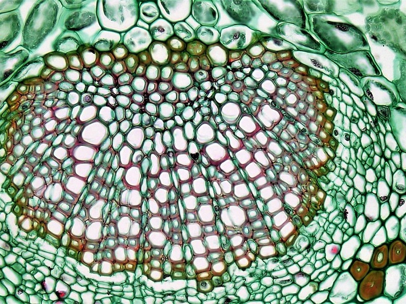 Examples of Plant Tissues: The Complete List - 33Science