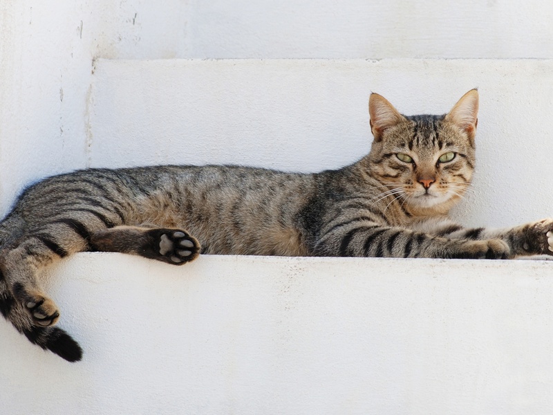 Domesticated Animals: The Complete List - 33Science