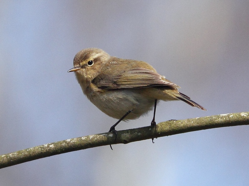 The Complete List of Birds of Scotland - 33Science