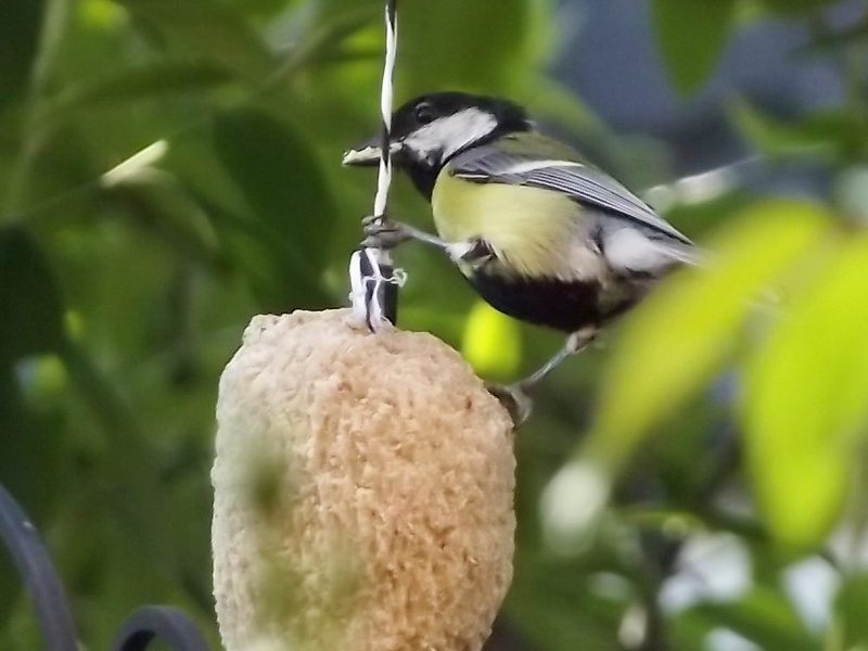 The Complete List of Birds of Scotland - 33Science