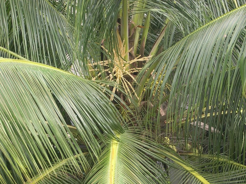 List of Natural Resources of Tonga - 33Science