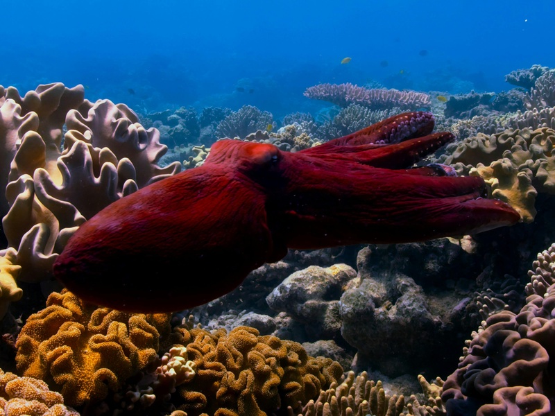 List of Cephalopods - 33Science