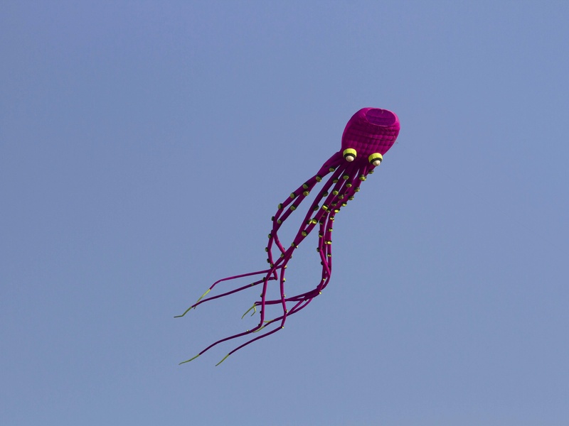 List of Cephalopods - 33Science