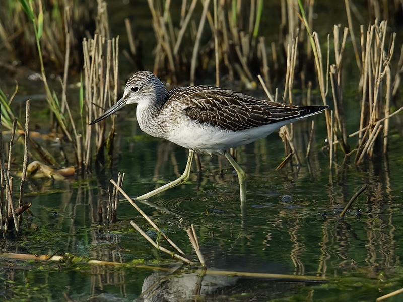 Birds of the Netherlands: The Complete List - 33Science