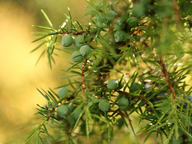 Examples of Non-Flowering Plants: The Complete List - 33Science