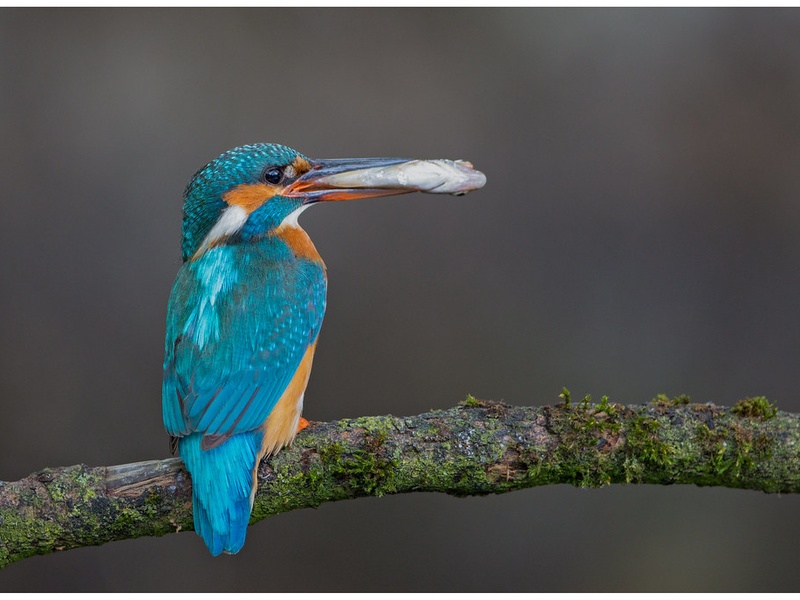Birds of Borneo: The Complete List - 33Science