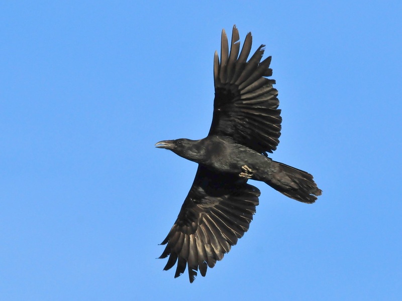 The Complete List of Birds of Scotland - 33Science