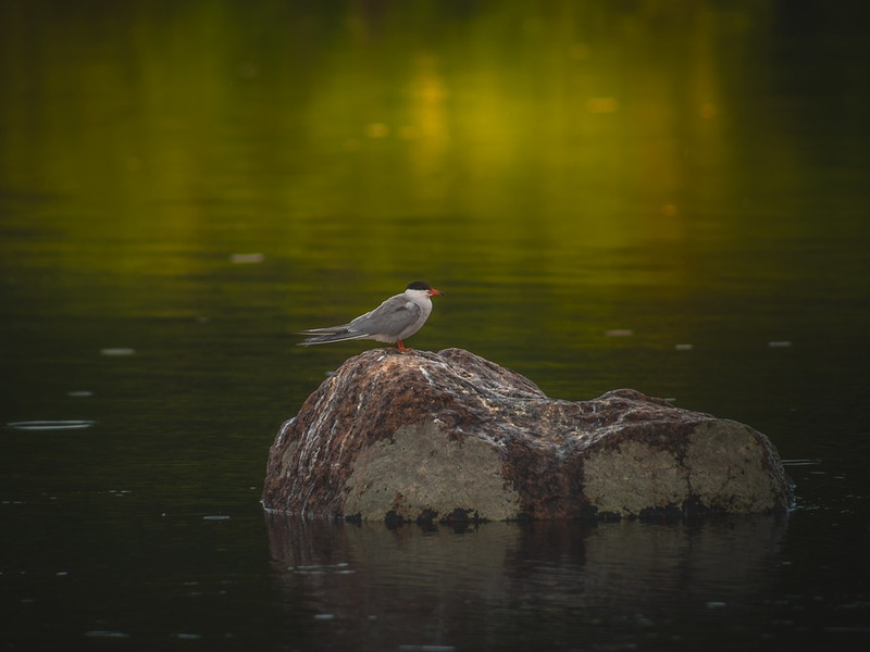 Birds of the Netherlands: The Complete List - 33Science