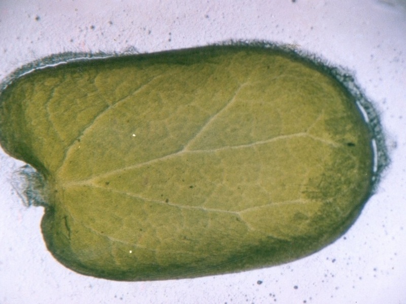 Parts of a Seed: The Complete List - 33Science
