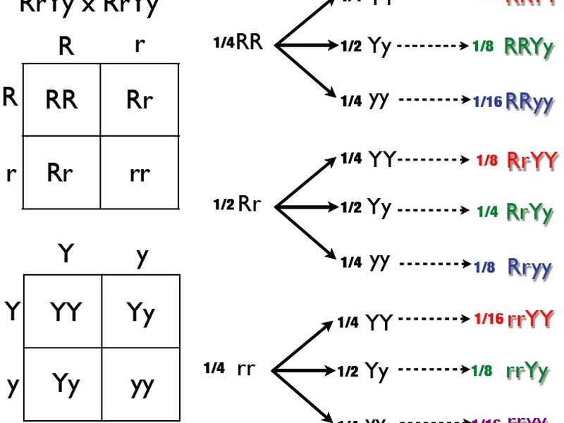 Types of Genetic Crosses: The Complete List - 33Science