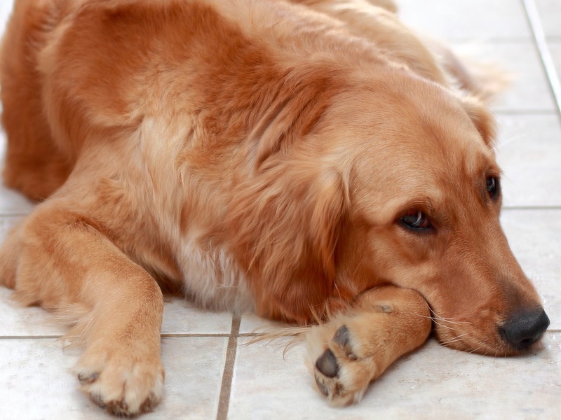 Domesticated Animals: The Complete List - 33Science