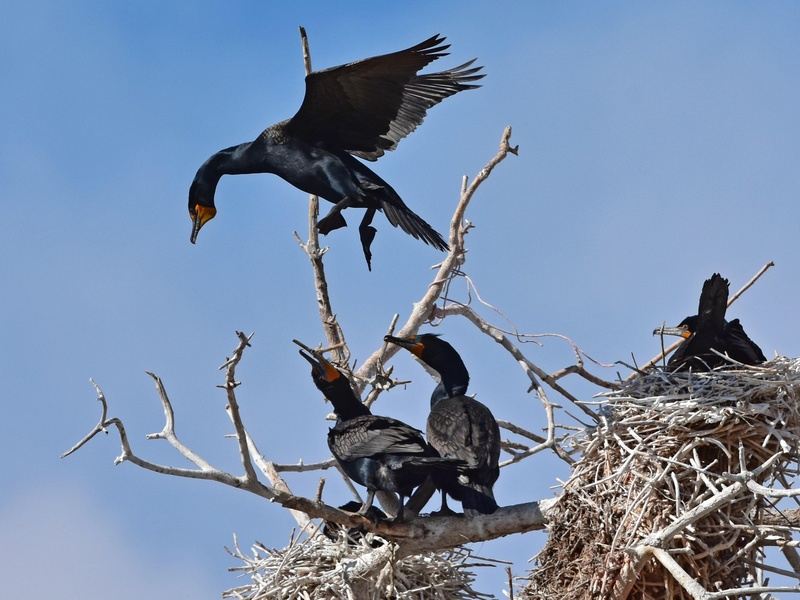 Birds of Nebraska: The Complete List - 33Science