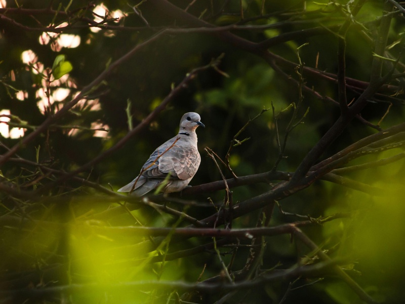 The Complete List of Birds of West Virginia - 33Science