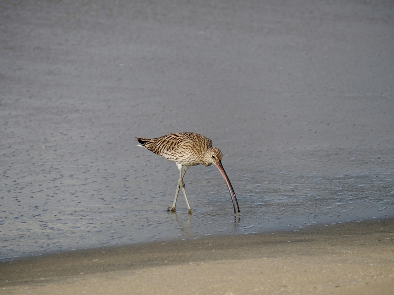 The Complete List of Birds of Scotland - 33Science