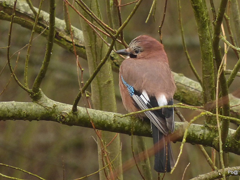 The Complete List of Birds of Japan - 33Science