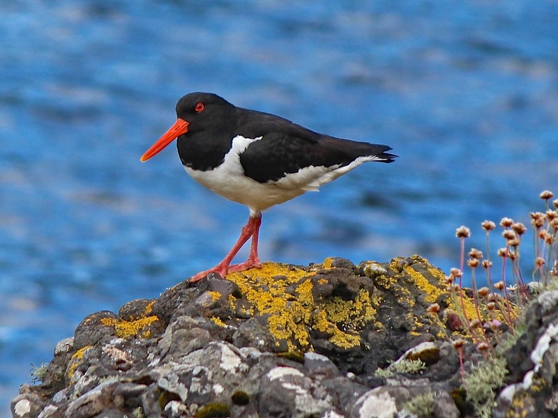 The Complete List of Birds of Scotland - 33Science