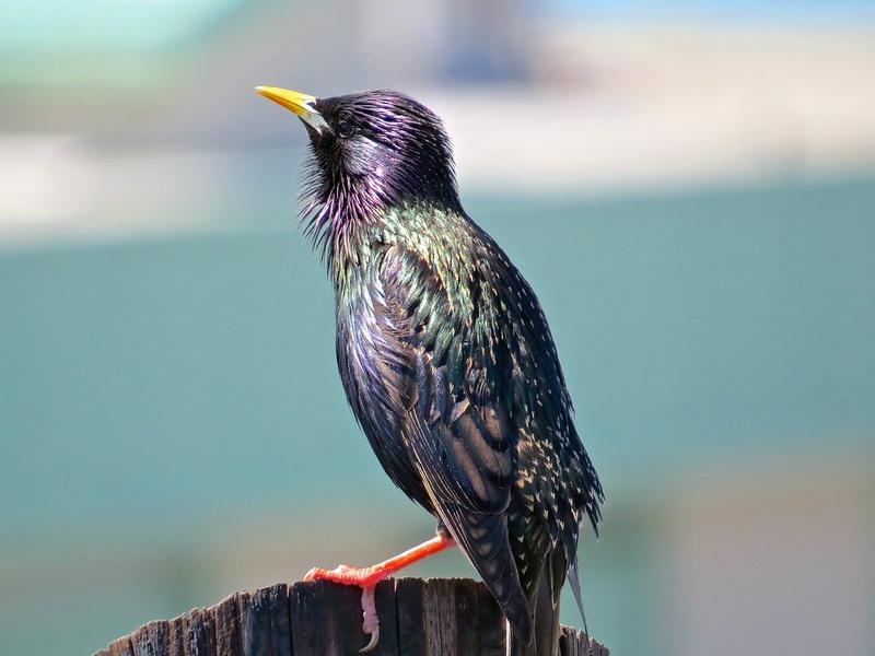 The Complete List of Birds Of Indiana - 33Science