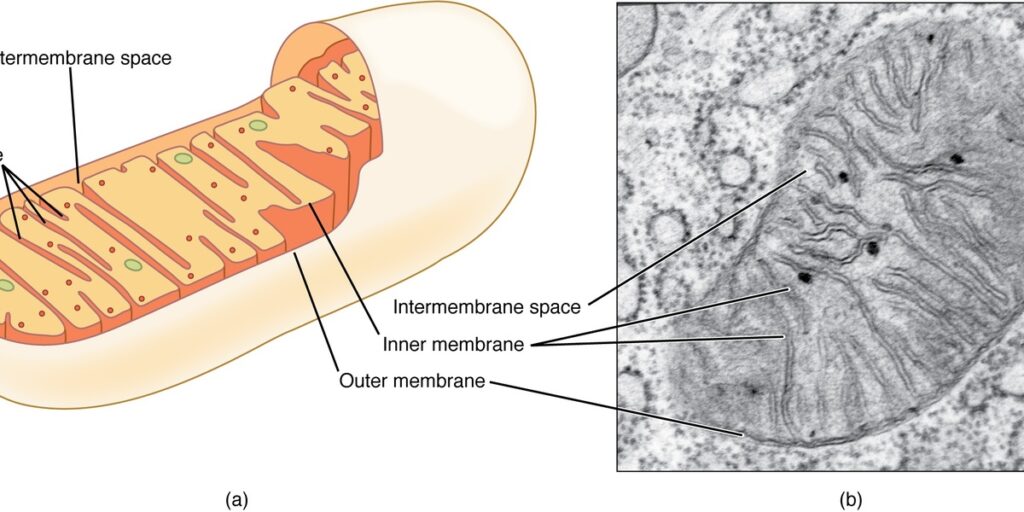 Types Of Cellular Metabolism: The Complete List - 33Science