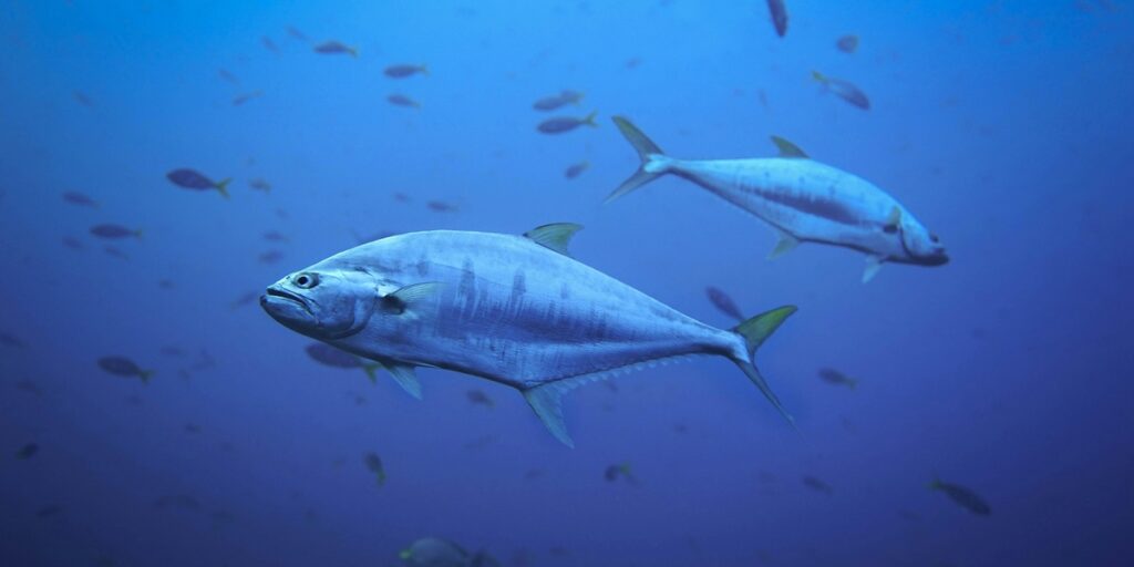 List of Natural Resources of Tonga - 33Science