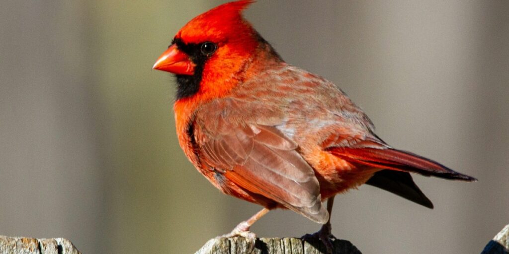 The Complete List of Birds Of Indiana - 33Science