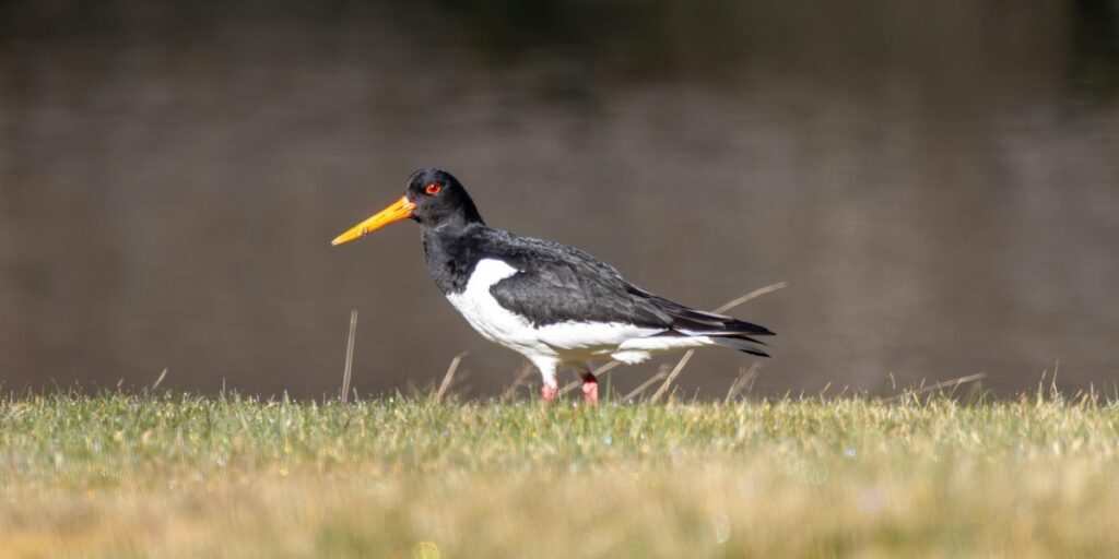 Birds of the Netherlands: The Complete List - 33Science