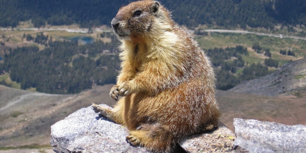 The Complete List of Animals That Hibernate in Winter - 33Science