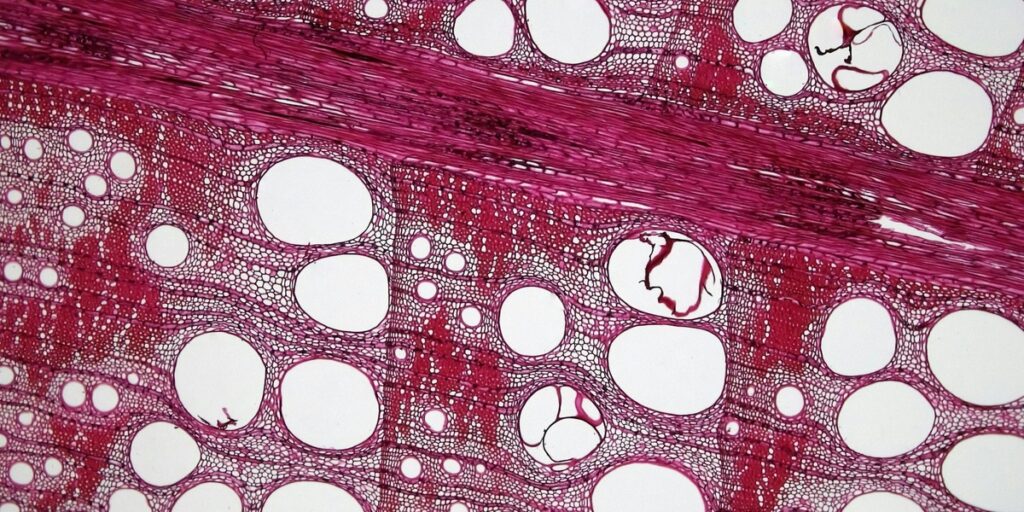 Examples of Plant Tissues: The Complete List - 33Science