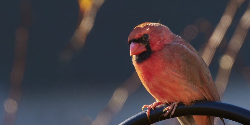 The Complete List of Birds of West Virginia - 33Science