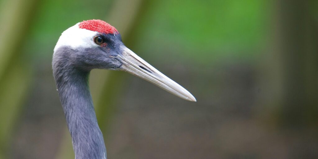 The Complete List of Birds of Japan - 33Science