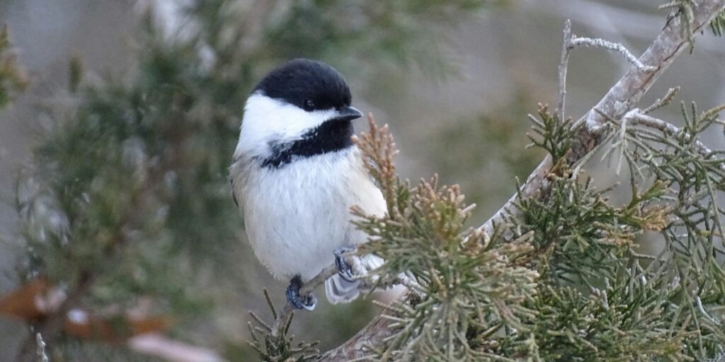The Complete List of Birds of Maine - 33Science