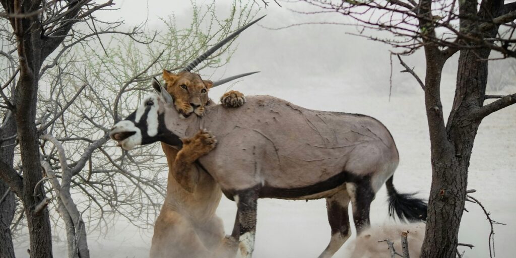 10 Differences Between Food Chain and Food Web - 33Science
