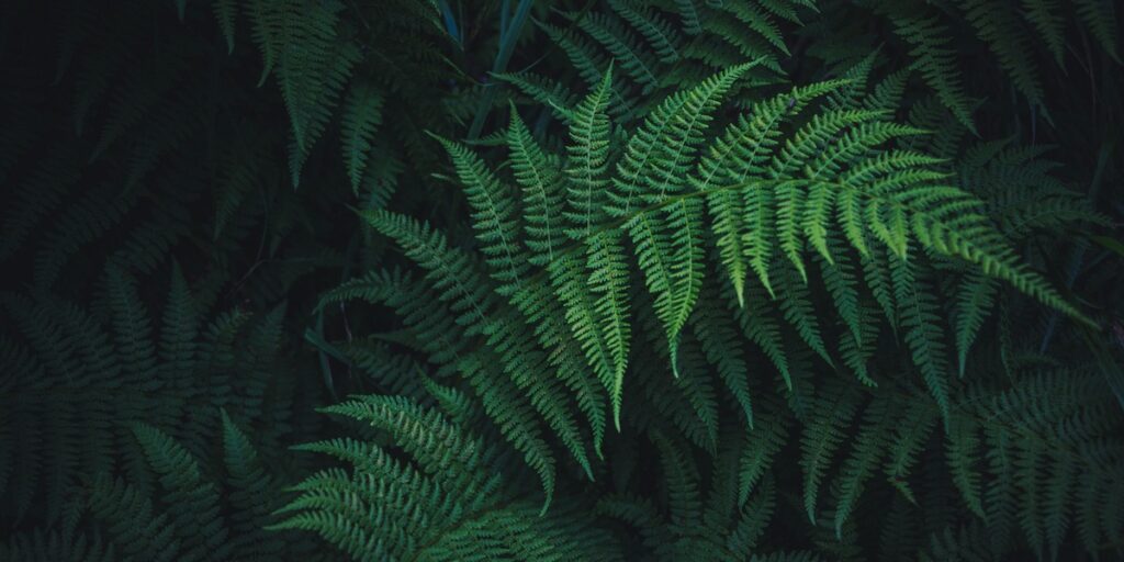 Examples of Non-Flowering Plants: The Complete List - 33Science