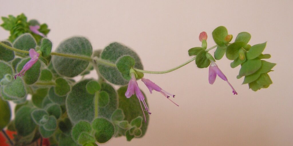 The Complete List of Endemic Plants of Greece - 33Science
