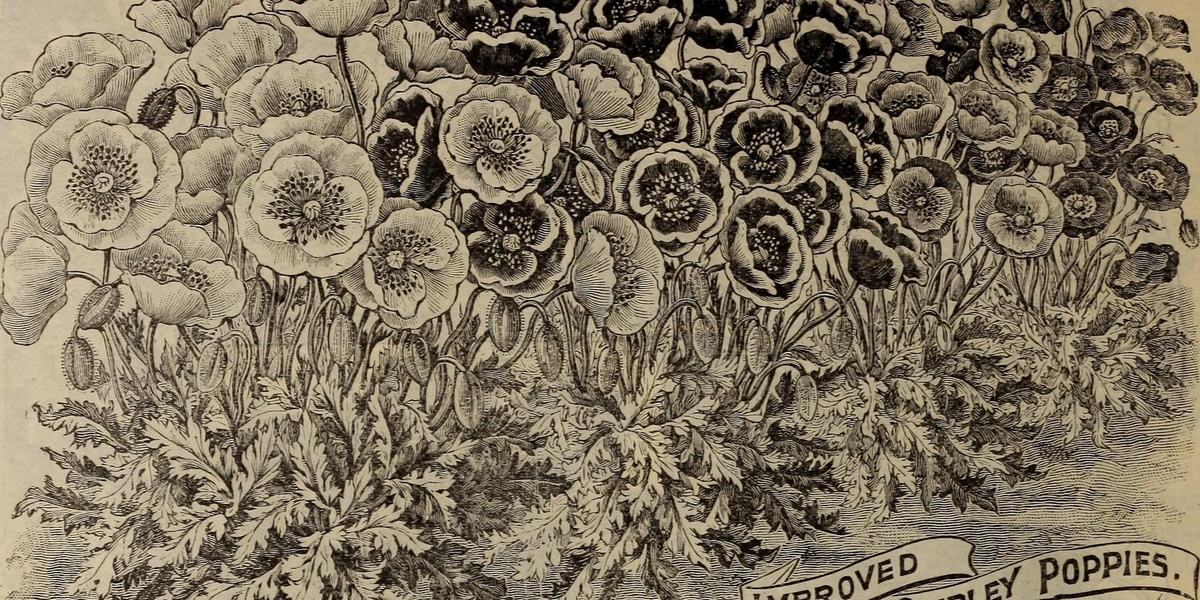 Examples Of Biodegradable Polymers: The Complete List - 33Science