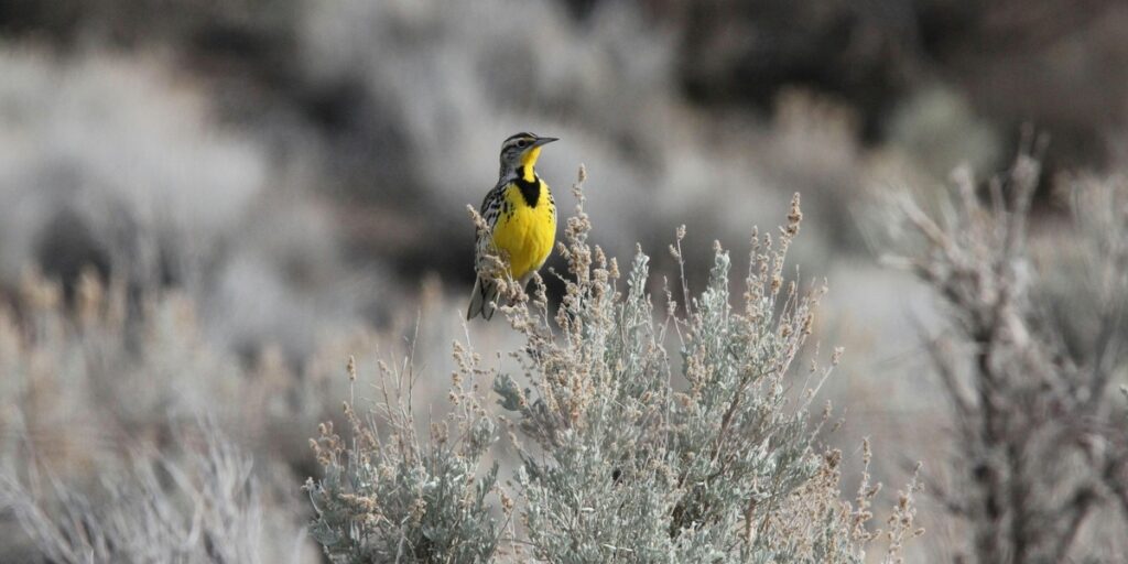 Birds of Nebraska: The Complete List - 33Science